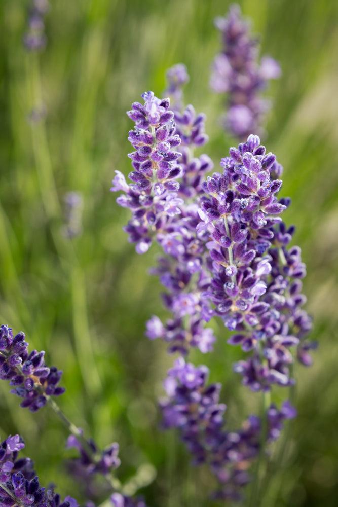 Central Coast Lavender | Artisan Lavender Skincare, Aromatherapy & Rem